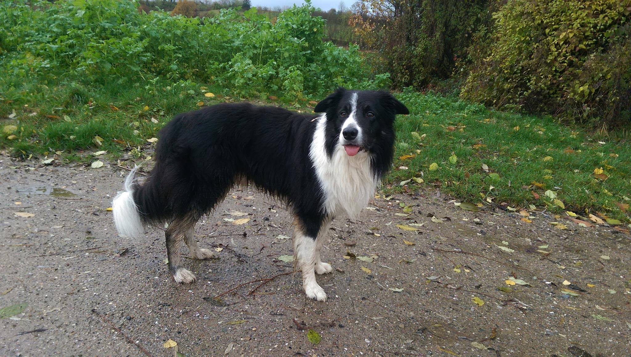 Ils vous attendent | BorderlineCollie