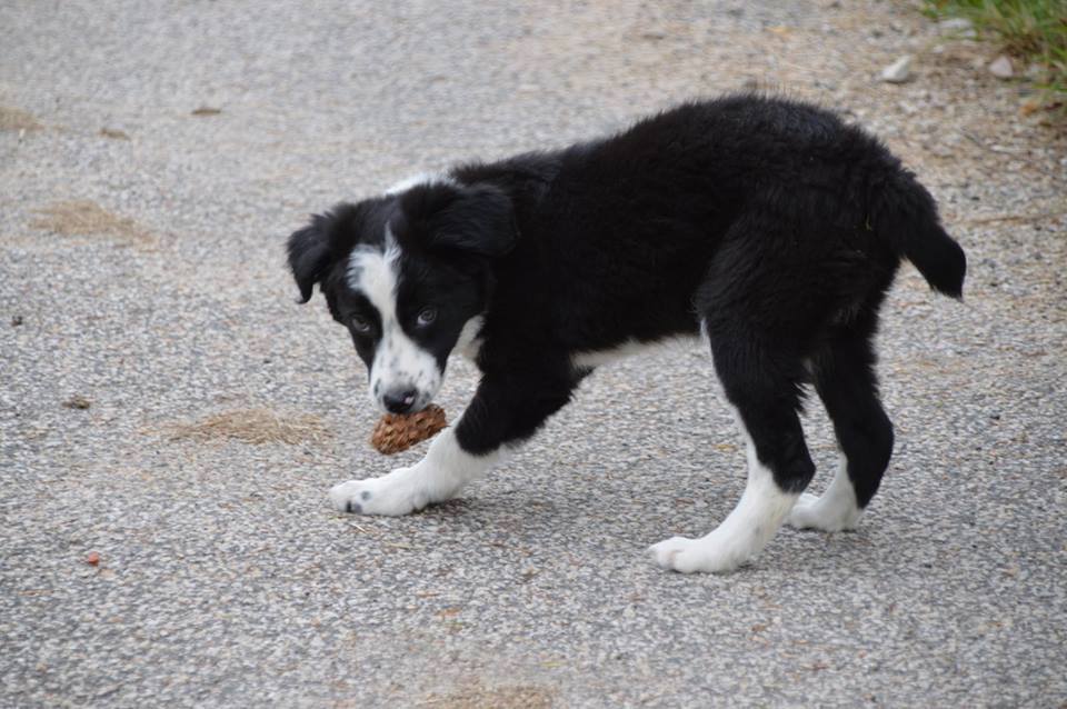 20708247_1833097736705618_2032787386807714273_n – BorderlineCollie