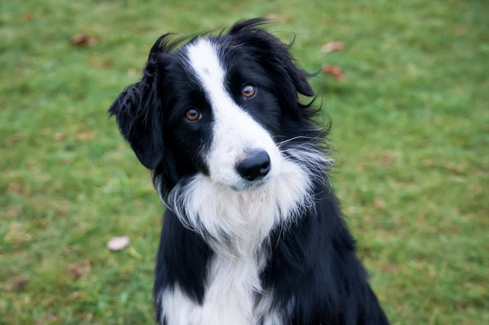 26172694_1994748267207230_1383794735752927630_o – BorderlineCollie