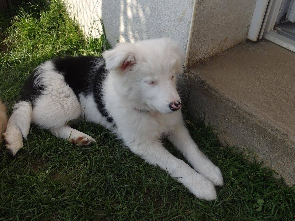 31297443_1819815601419002_2553261601096466432_n – BorderlineCollie