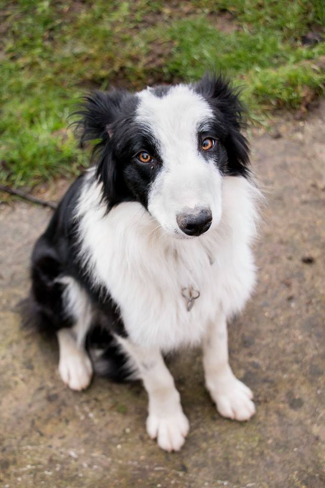 49293638_1983507675287515_8342201367992991744_n – BorderlineCollie