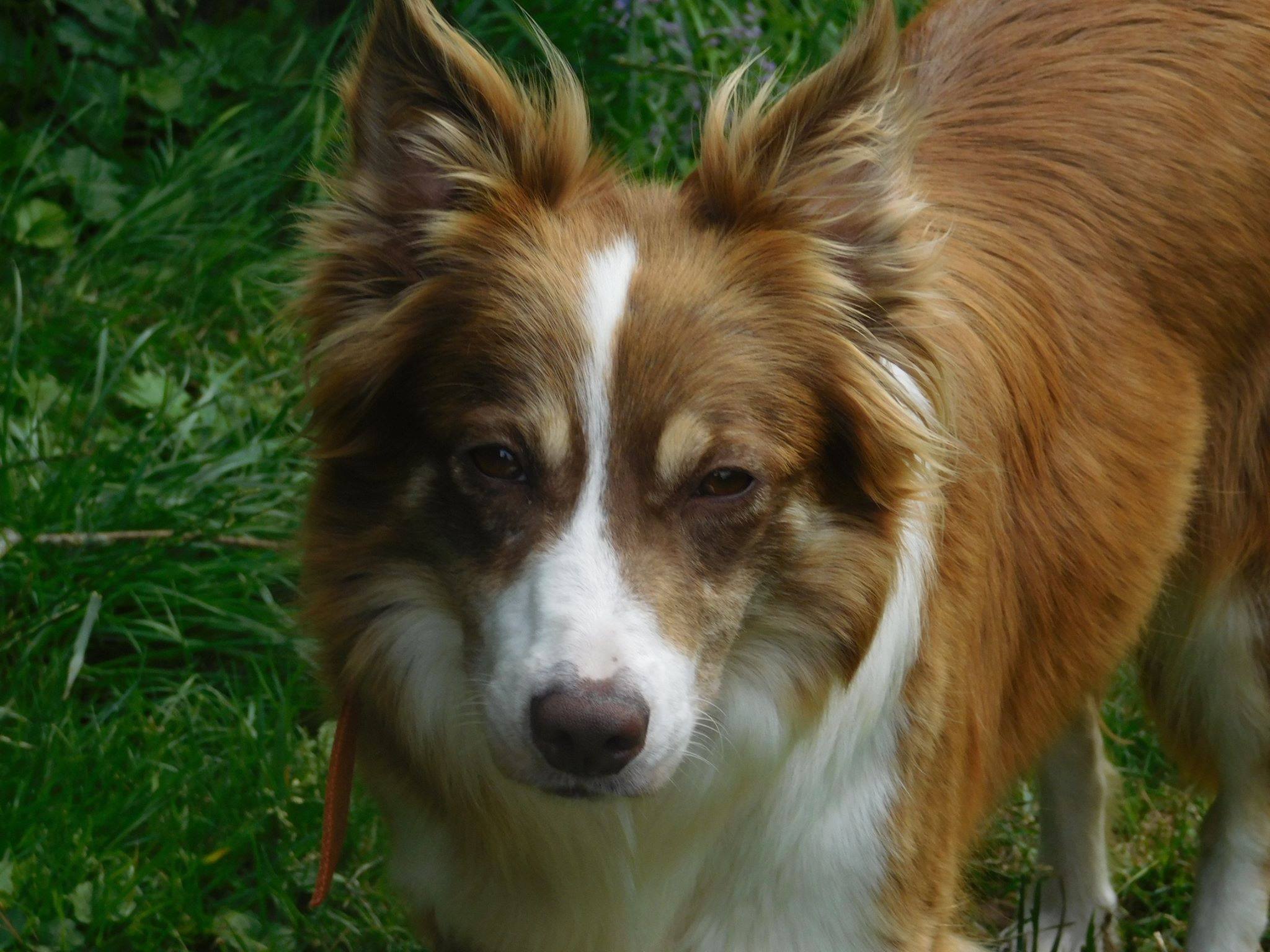 67402685_2855771154438266_1643677859555835904_o – BorderlineCollie