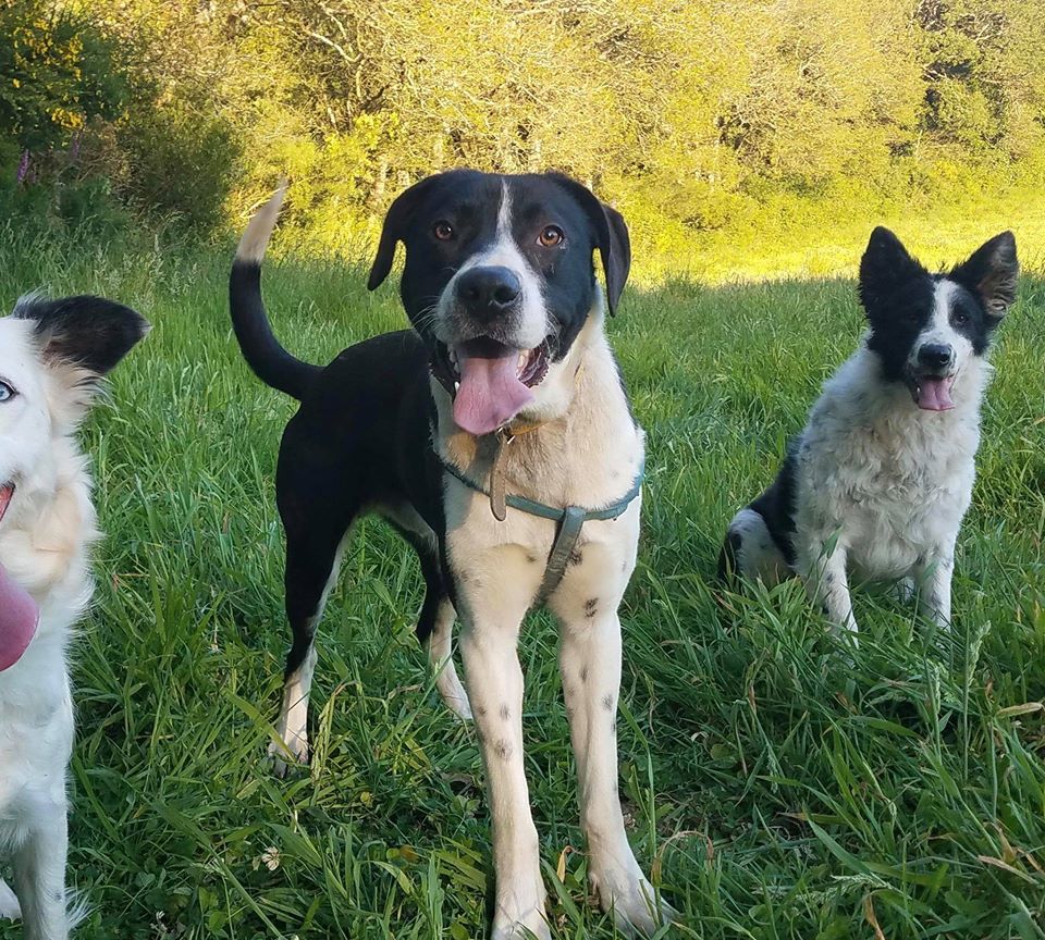 101737366_3553132434702131_4671323932844883968_o – BorderlineCollie